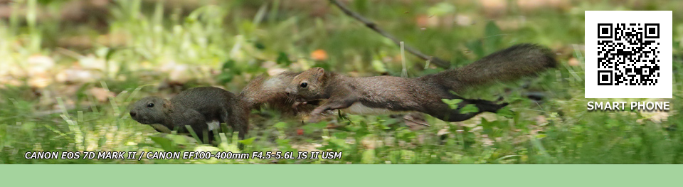 アクションカメラ 待ちに待ったXTU X3が発売されました！ 購入したいけどXTU MAX3も気になる : デジカメと リスと小鳥と 時々その他