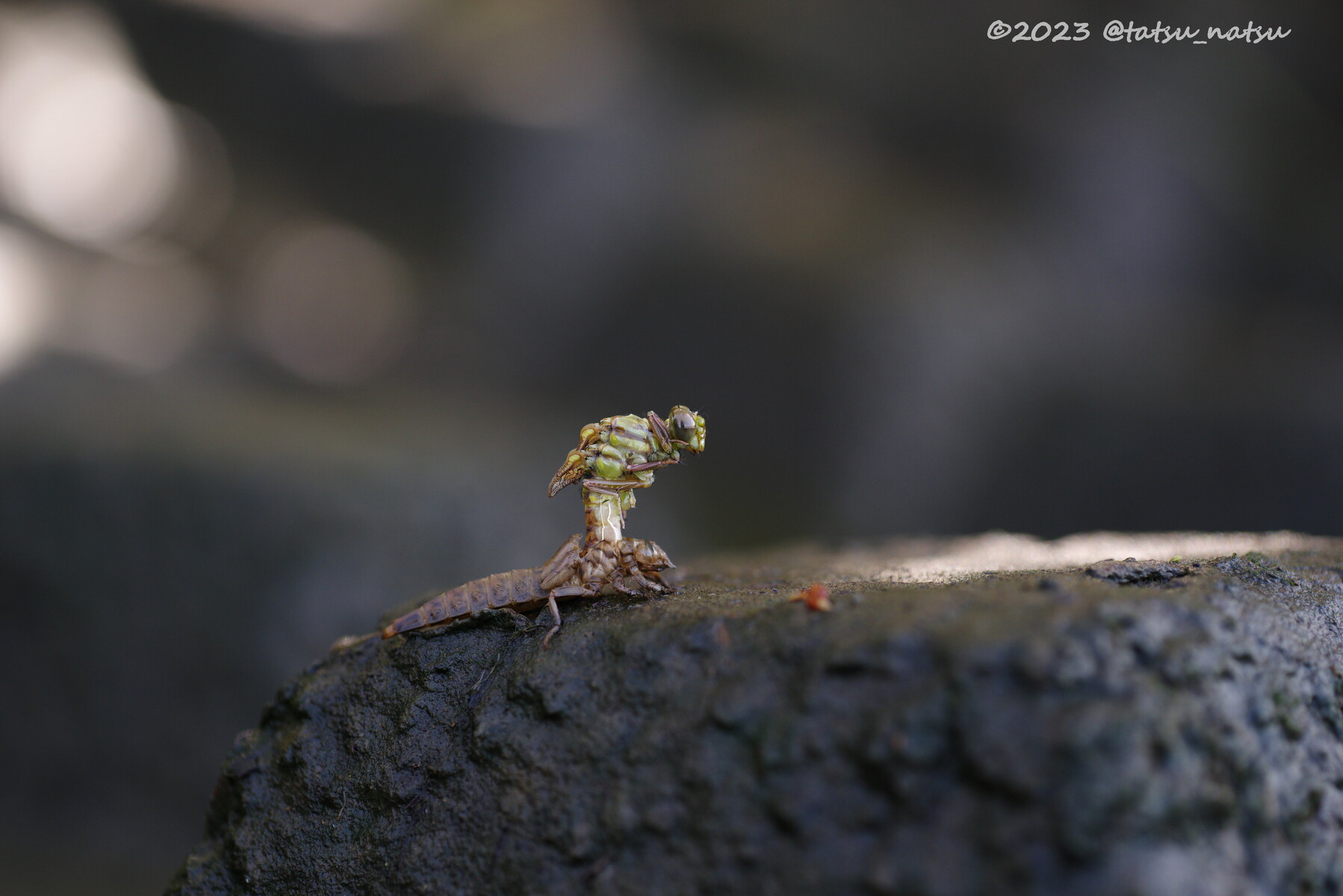 ナゴヤサナエ Stylurus nagoyanus (Asahina, 1951) : たっちゃんの湘南とんぼ道ブログ