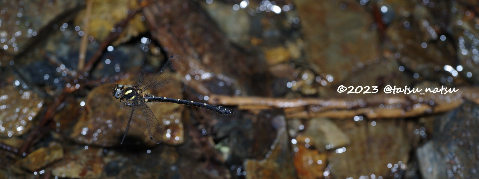 2026年トンボ始め : たっちゃんの湘南とんぼ道ブログ