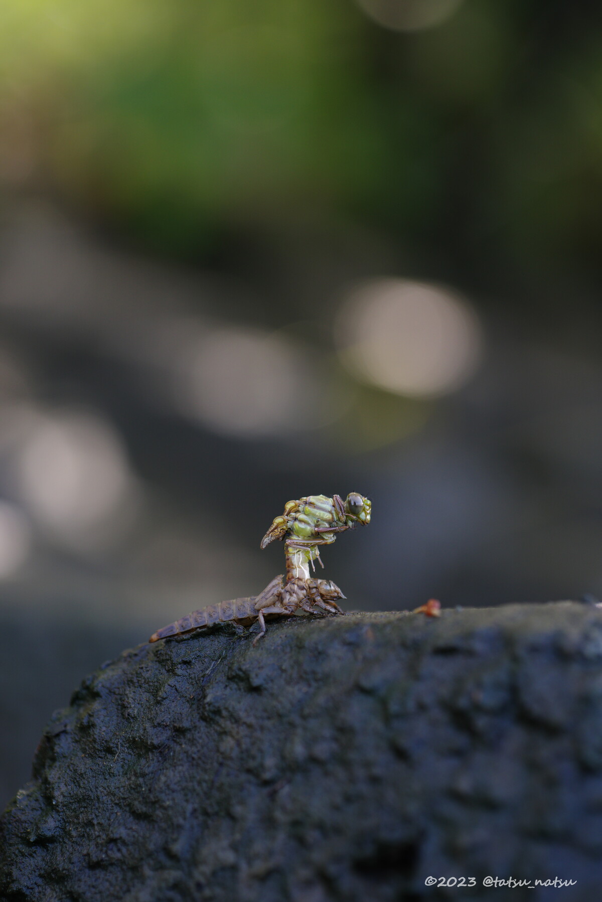 ナゴヤサナエ Stylurus nagoyanus (Asahina, 1951) : たっちゃんの湘南とんぼ道ブログ