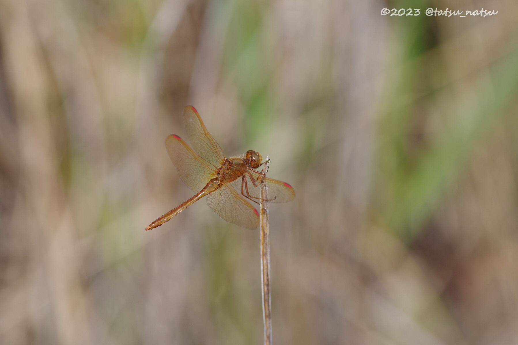 オオキトンボ Sympetrum uniforme (Selys, 1883) : たっちゃんの湘南とんぼ道ブログ