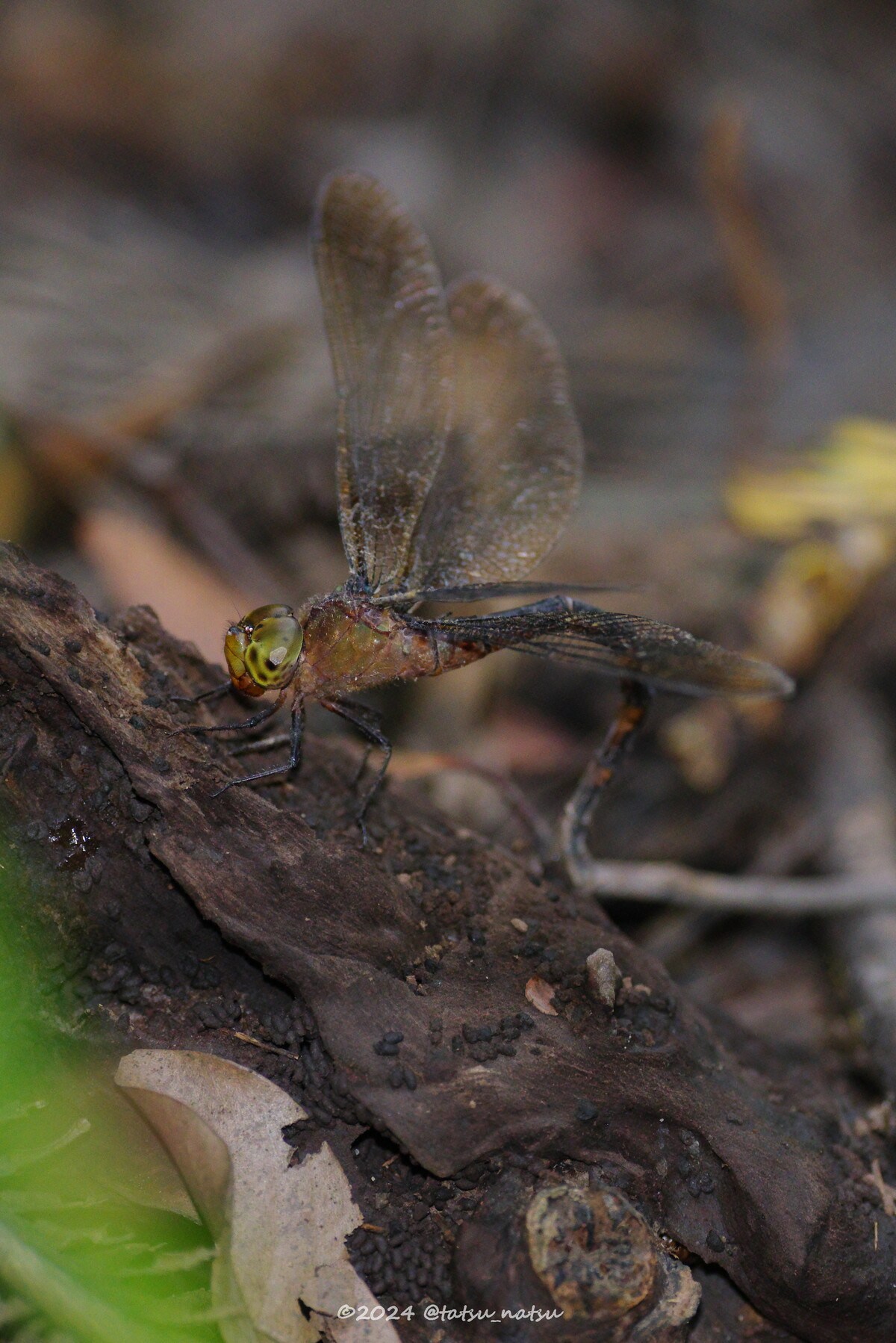 リュウキュウカトリヤンマ Gynacantha ryukyuensis Asahina, 1962 : たっちゃんの湘南とんぼ道ブログ