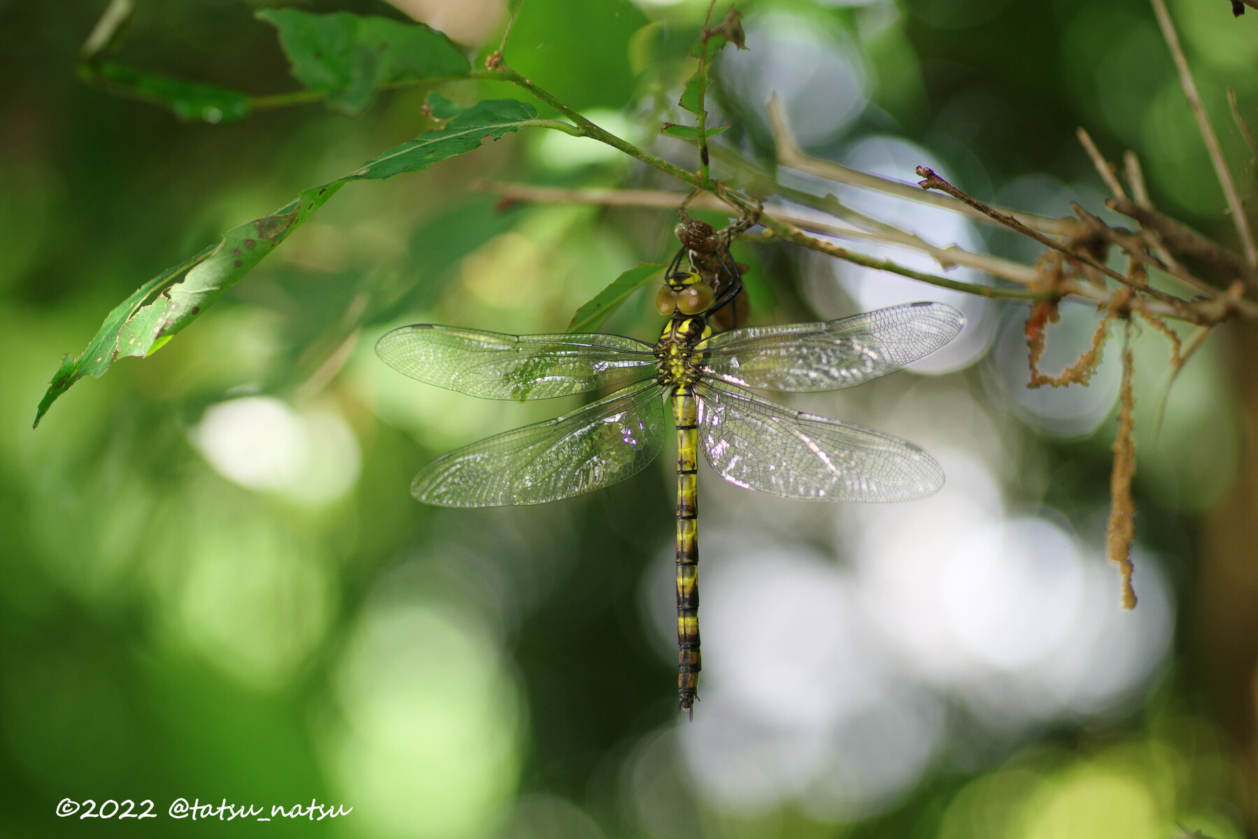 ヤブヤンマ Indaeschna melanictera (Selys, 1883) : たっちゃんの湘南とんぼ道ブログ