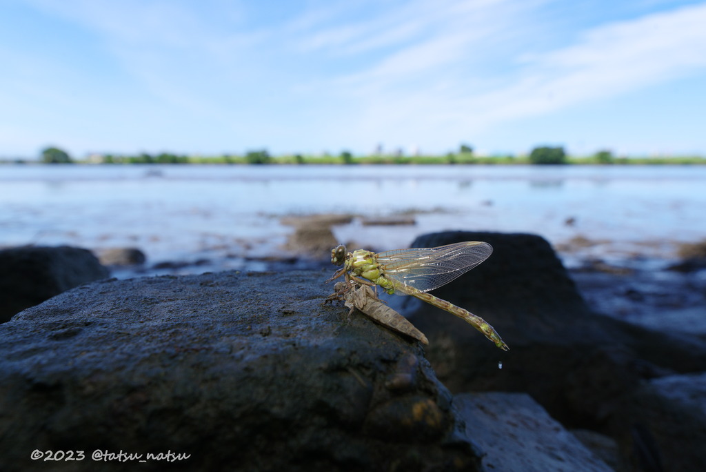 ナゴヤサナエ Stylurus nagoyanus (Asahina, 1951) : たっちゃんの湘南とんぼ道ブログ