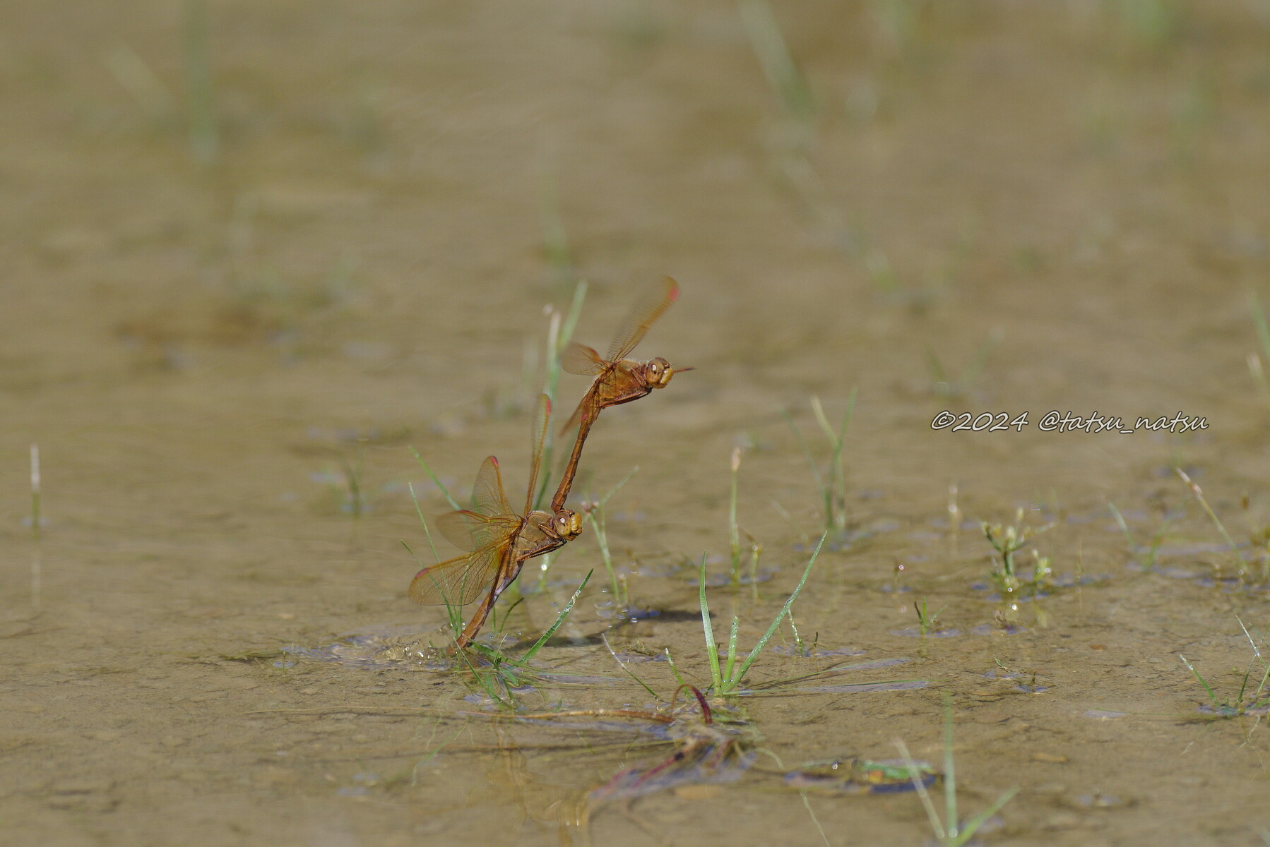 オオキトンボ Sympetrum uniforme (Selys, 1883) : たっちゃんの湘南とんぼ道ブログ