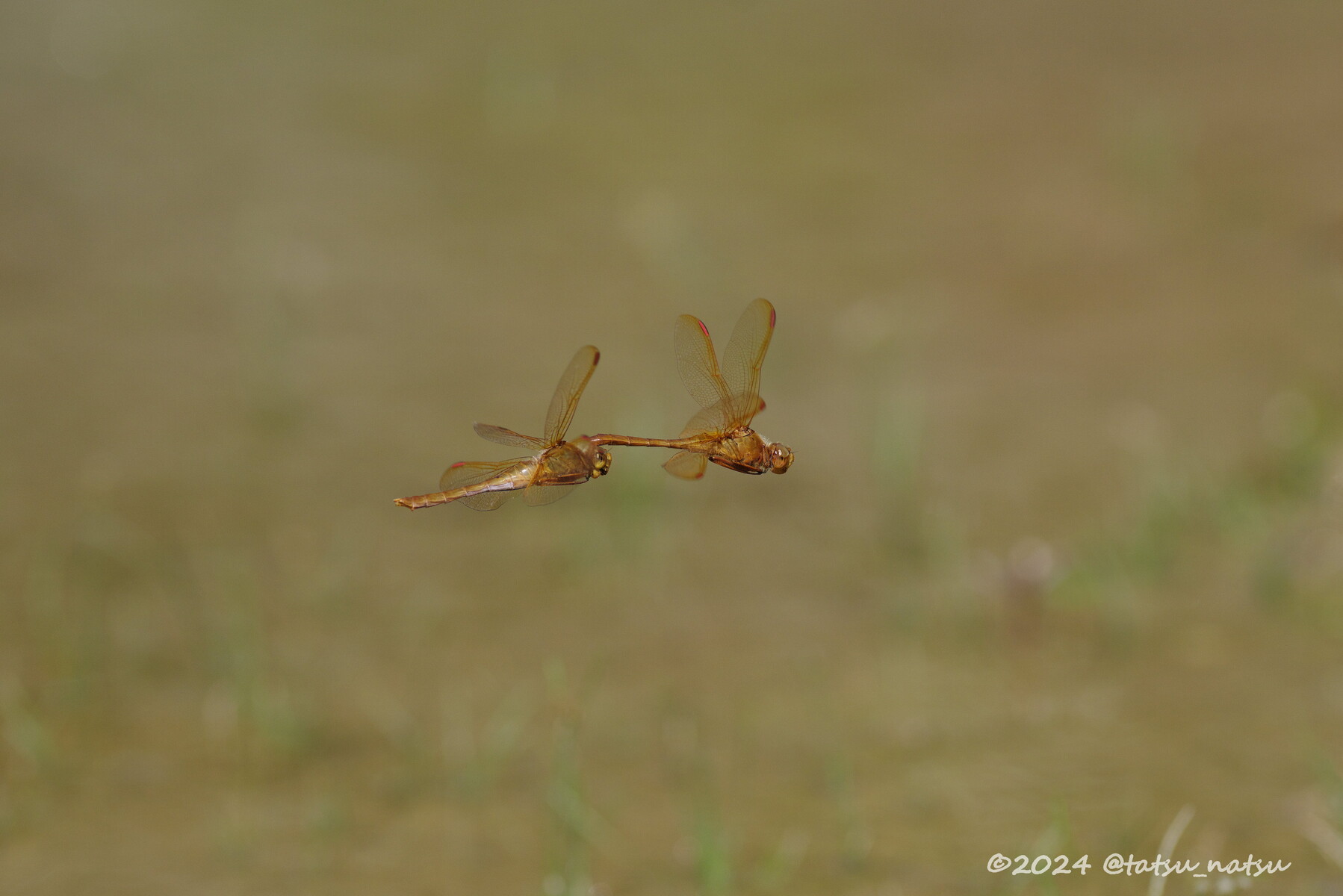 オオキトンボ Sympetrum uniforme (Selys, 1883) : たっちゃんの湘南とんぼ道ブログ