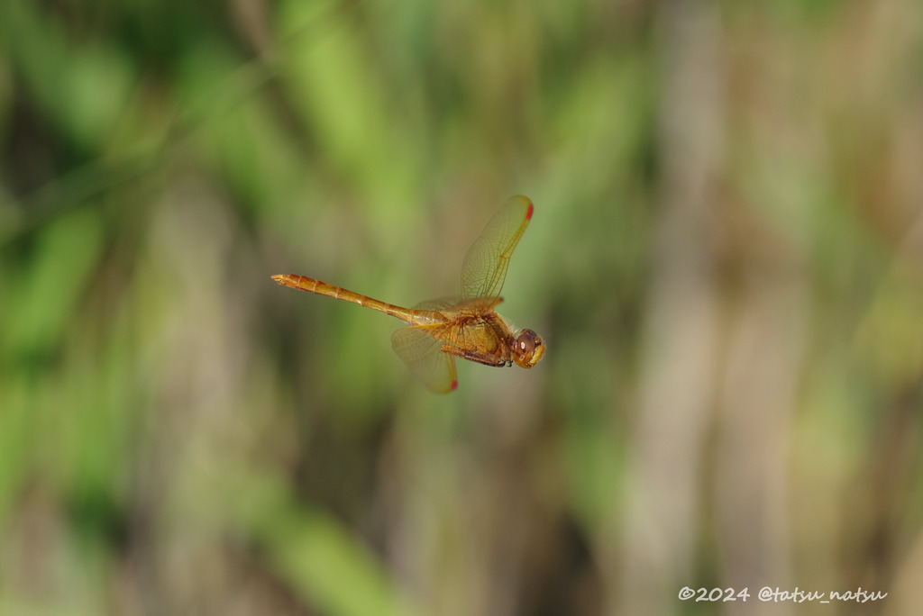 オオキトンボ Sympetrum uniforme (Selys, 1883) : たっちゃんの湘南とんぼ道ブログ