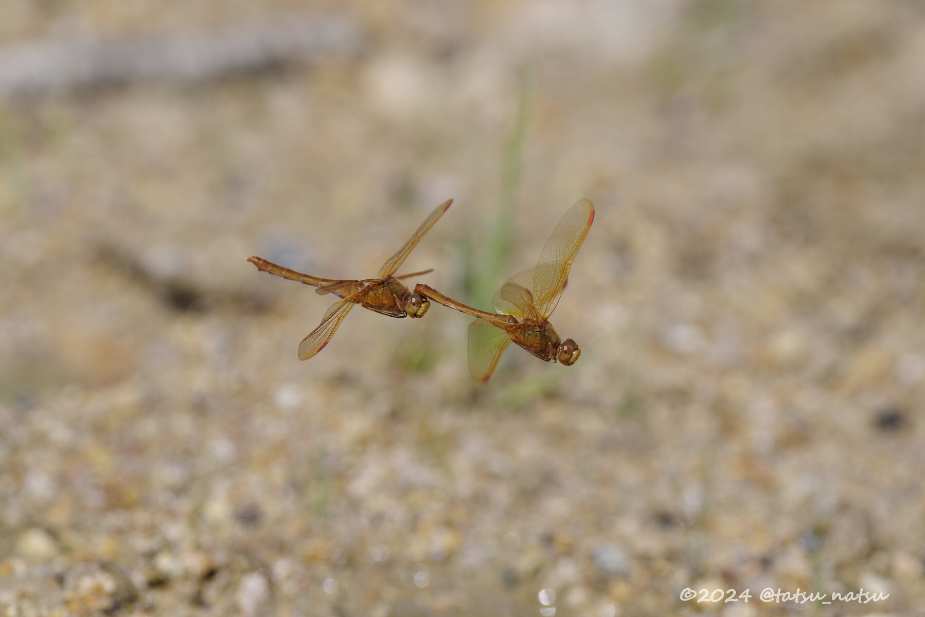オオキトンボ Sympetrum uniforme (Selys, 1883) : たっちゃんの湘南とんぼ道ブログ
