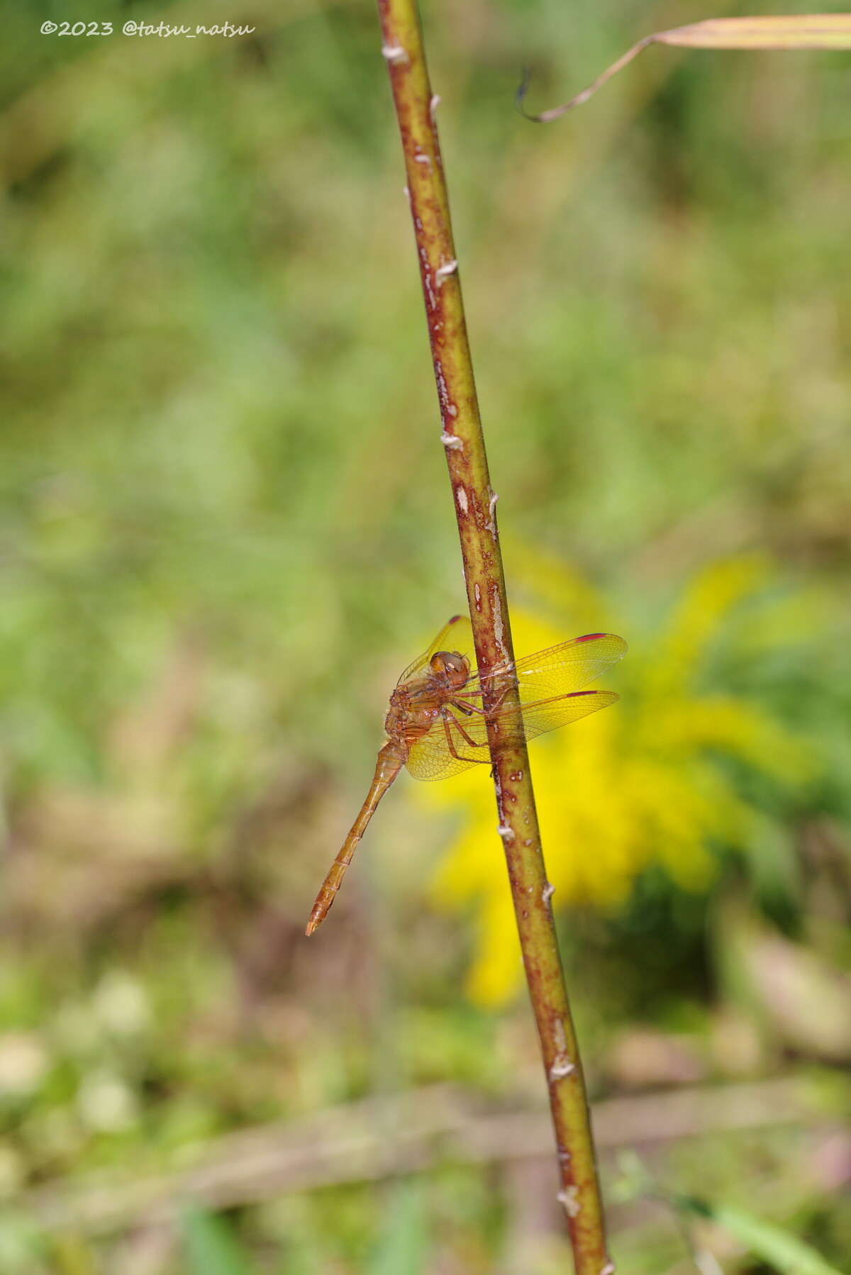 オオキトンボ Sympetrum uniforme (Selys, 1883) : たっちゃんの湘南とんぼ道ブログ