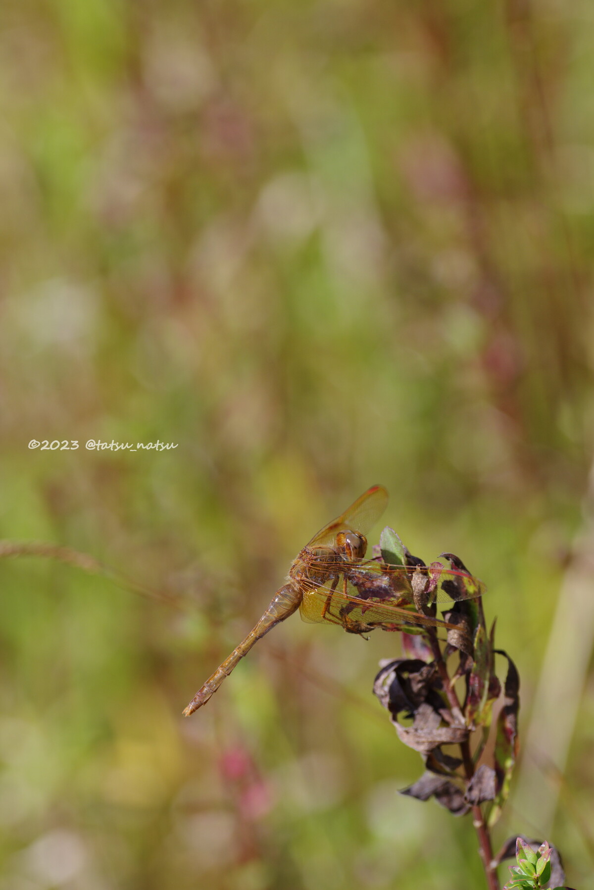 オオキトンボ Sympetrum uniforme (Selys, 1883) : たっちゃんの湘南とんぼ道ブログ