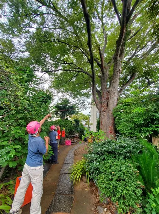 2023年9月22・23日 東京都葛飾区MRS1ベーシックツリークライマー講習会 : TAO《Teddy's Arbor Orb》