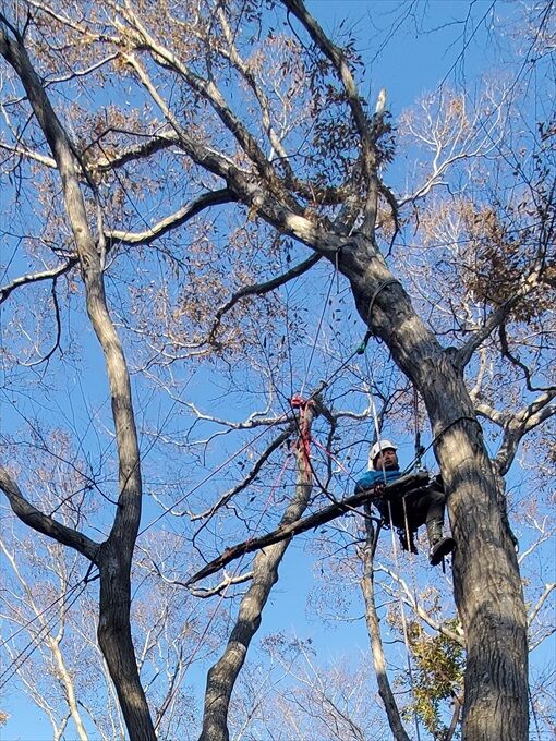 2021年12月4日千葉県千葉市川戸の森BAT-3Aセミナー : TAO《Teddy's Arbor Orb》