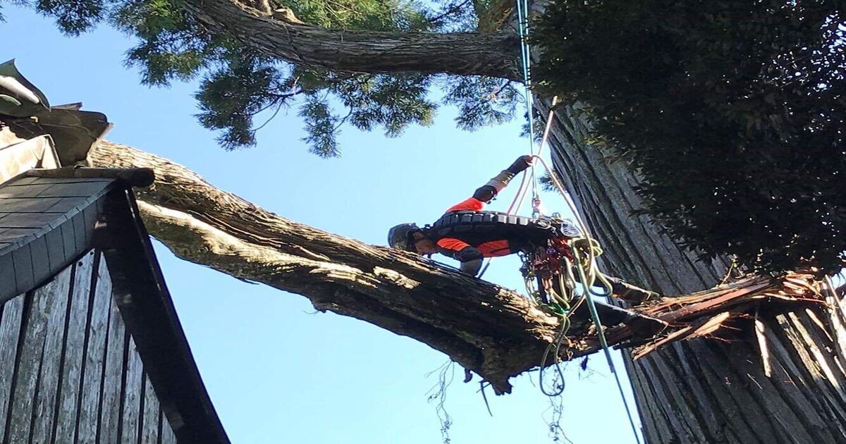 TAO《Teddy's Arbor Orb》