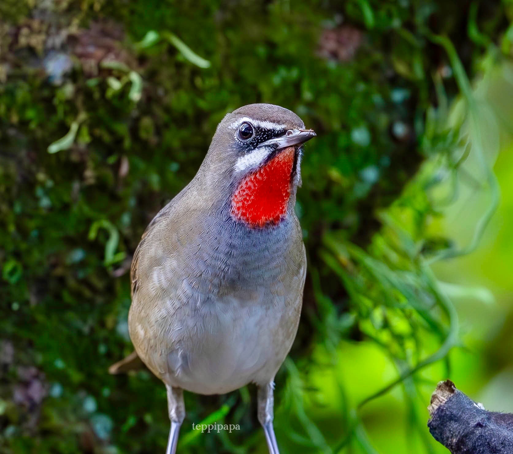 ノゴマ（この鳥も大好き ） : teppipapaの野鳥ギャラリー (神戸のカワセミ)