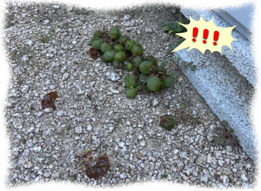 2020年08月 : 気ままにちくちく