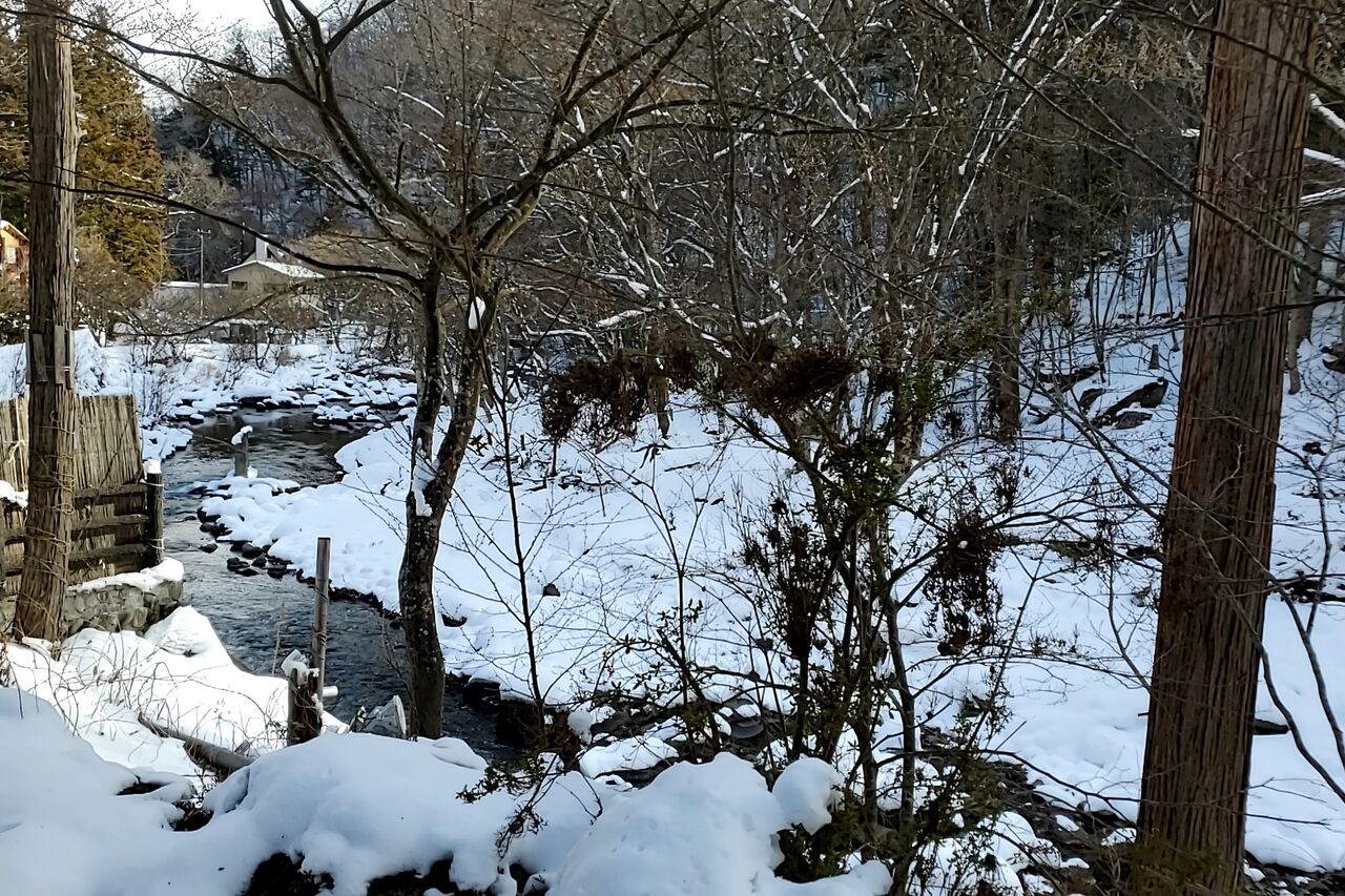 2022年12月末 那須塩原新湯 元泉館へ 白い猫が可愛い : ”フェティシズム” Fetishism by Japanese Tomcat ...