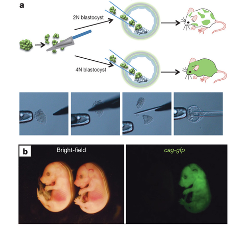 整理 Ooboeさんの主張28 : 一言居士のSTAP事件簿