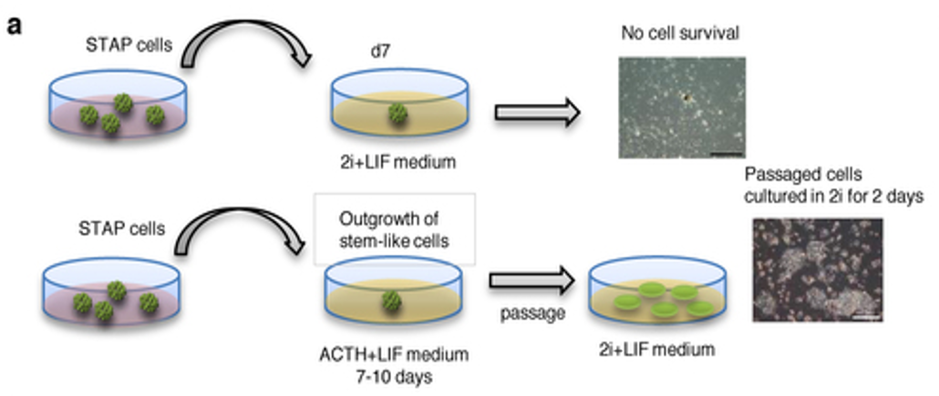 整理 アーティクル論文検討1 : 一言居士のSTAP事件簿