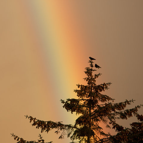 knop♪knop:ドラマを描く・・・（Yon Two Crows♪）