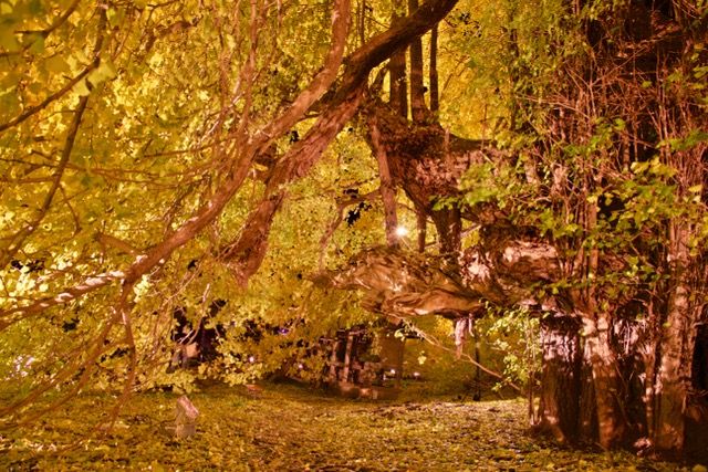 ちっちゃなりんご園だより♪:日本一の大イチョウ - livedoor Blog（ブログ）