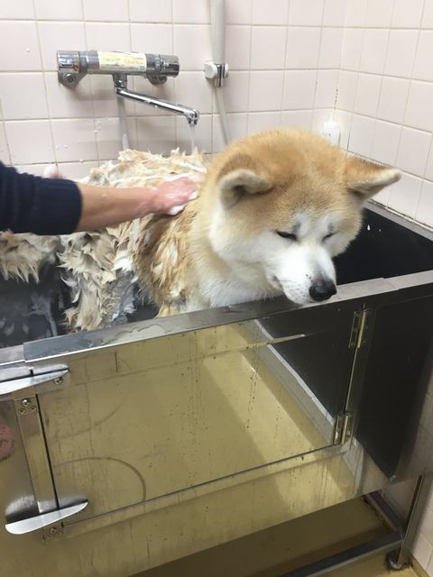 【朗報】イッヌ、シャンプーしてもらってご満悦 : 虎 Lucky