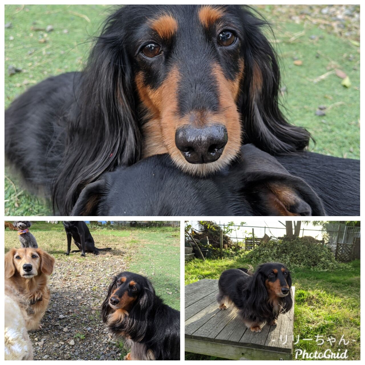 2020年10月27日 : 犬のようちえん トドコガーデン2