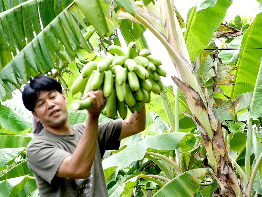 島バナナの食べ頃時期 収穫から黄色く色づくまでを撮影しました : 農家のフルーツBLOG