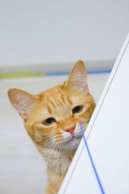 東京キャットガーディアンシェルター日記 : 今昔物語vol.675