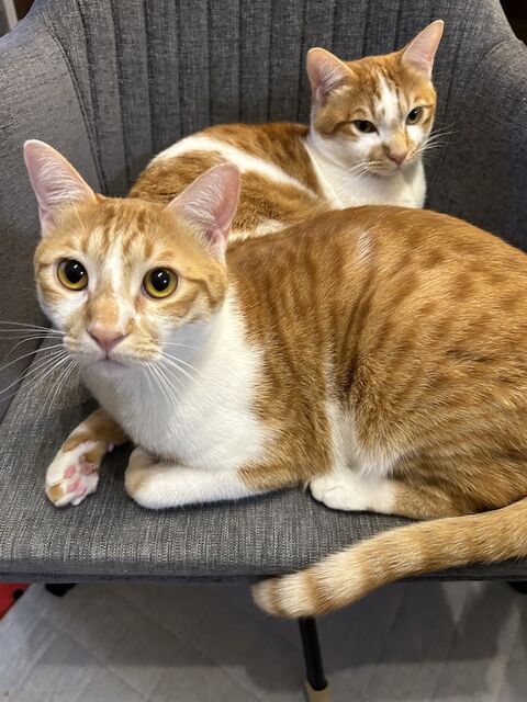 東京キャットガーディアンシェルター日記 : 今昔物語vol.687