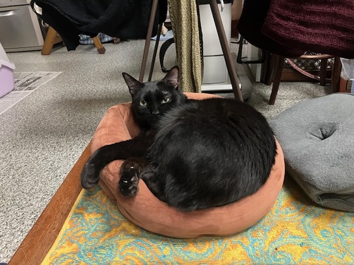 東京キャットガーディアンシェルター日記 : 今昔物語vol.659