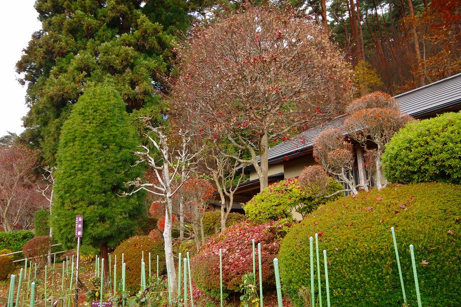 ハイキングさ あべじゃ:晩秋の花巻温泉バラ園 漫ろ徘徊す