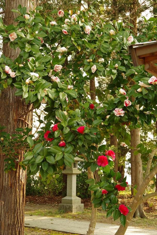 ハイキングさ あべじゃ:鳥谷崎神社と圓城寺門