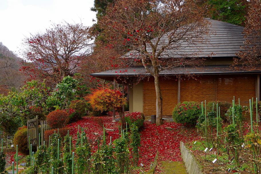 ハイキングさ あべじゃ:晩秋の花巻温泉バラ園 漫ろ徘徊す