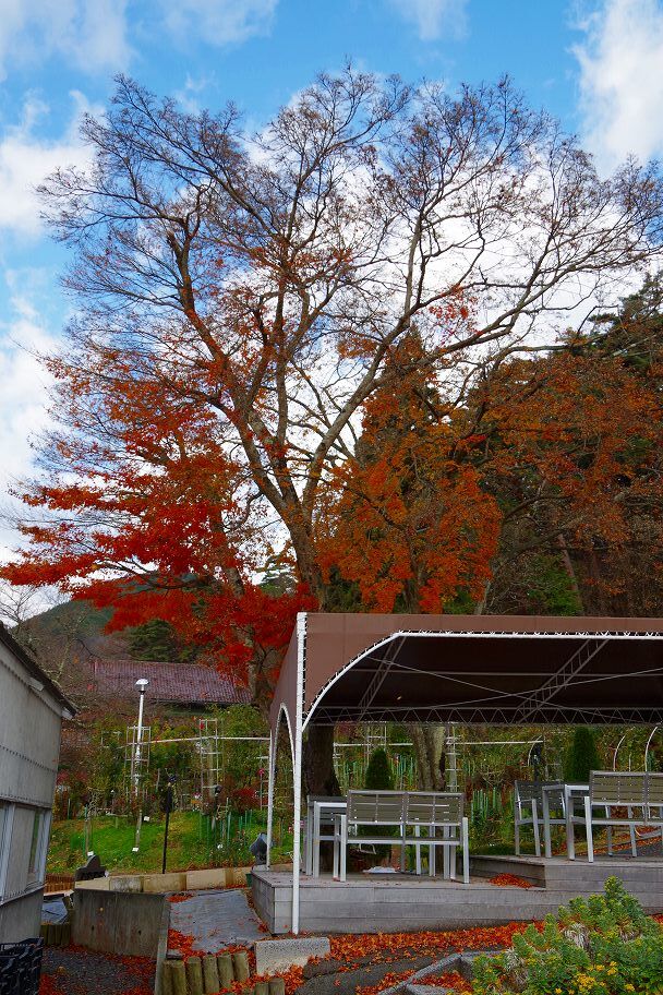 ハイキングさ あべじゃ:晩秋の花巻温泉バラ園 漫ろ徘徊す