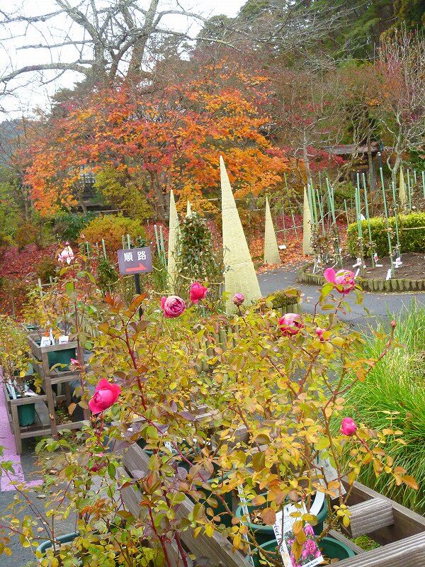 ハイキングさ あべじゃ:晩秋の花巻温泉バラ園 漫ろ徘徊す