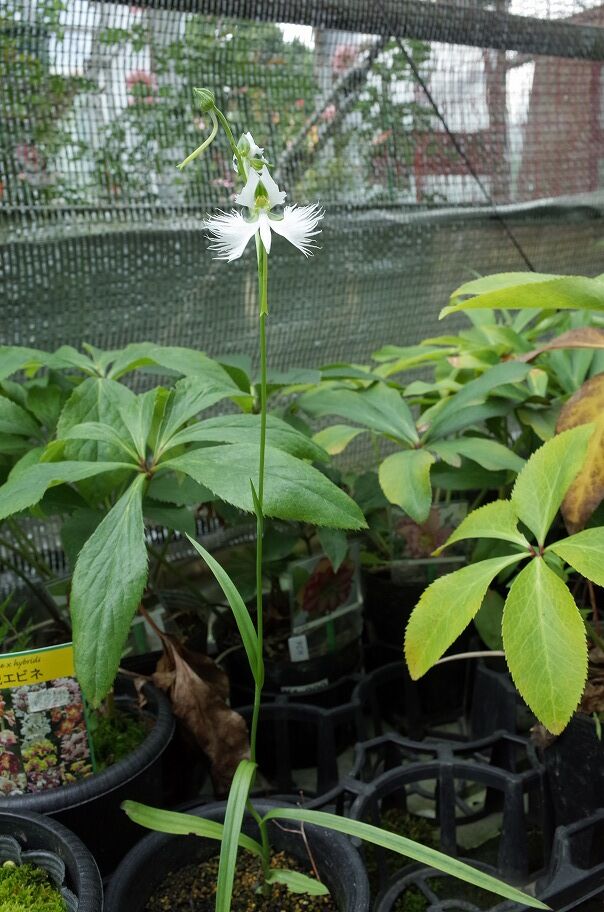 ハイキングさ あべじゃ:晩秋の花巻温泉バラ園 漫ろ徘徊す