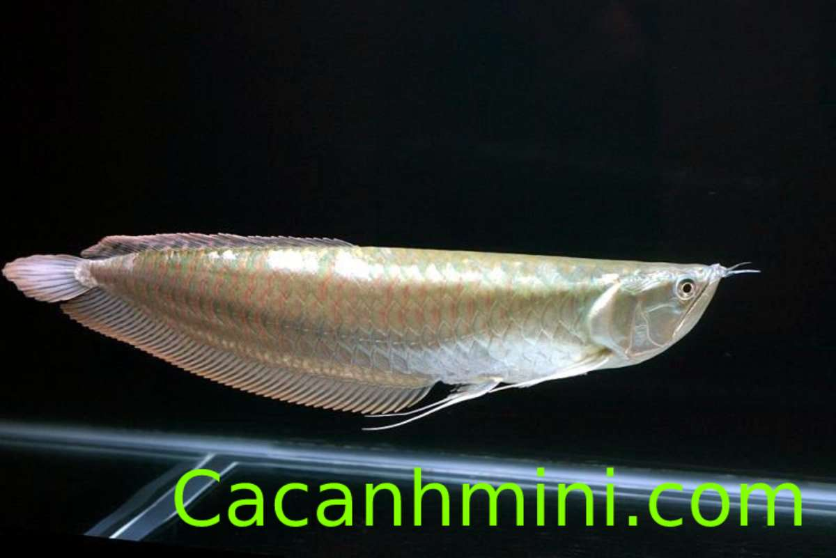 Kỹ thuật nuôi cá rồng Ngân Long sinh sản hiệu quả hiện nay ...