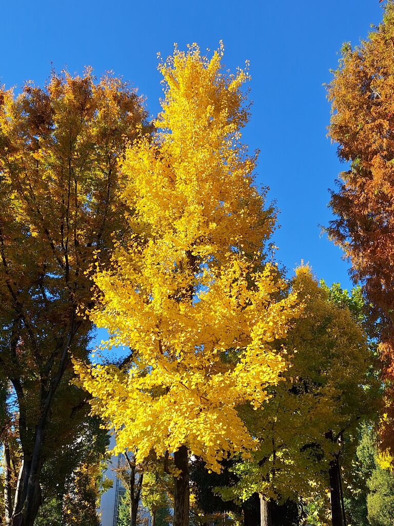 東京都庁水泳部公式ブログ:25mが長い