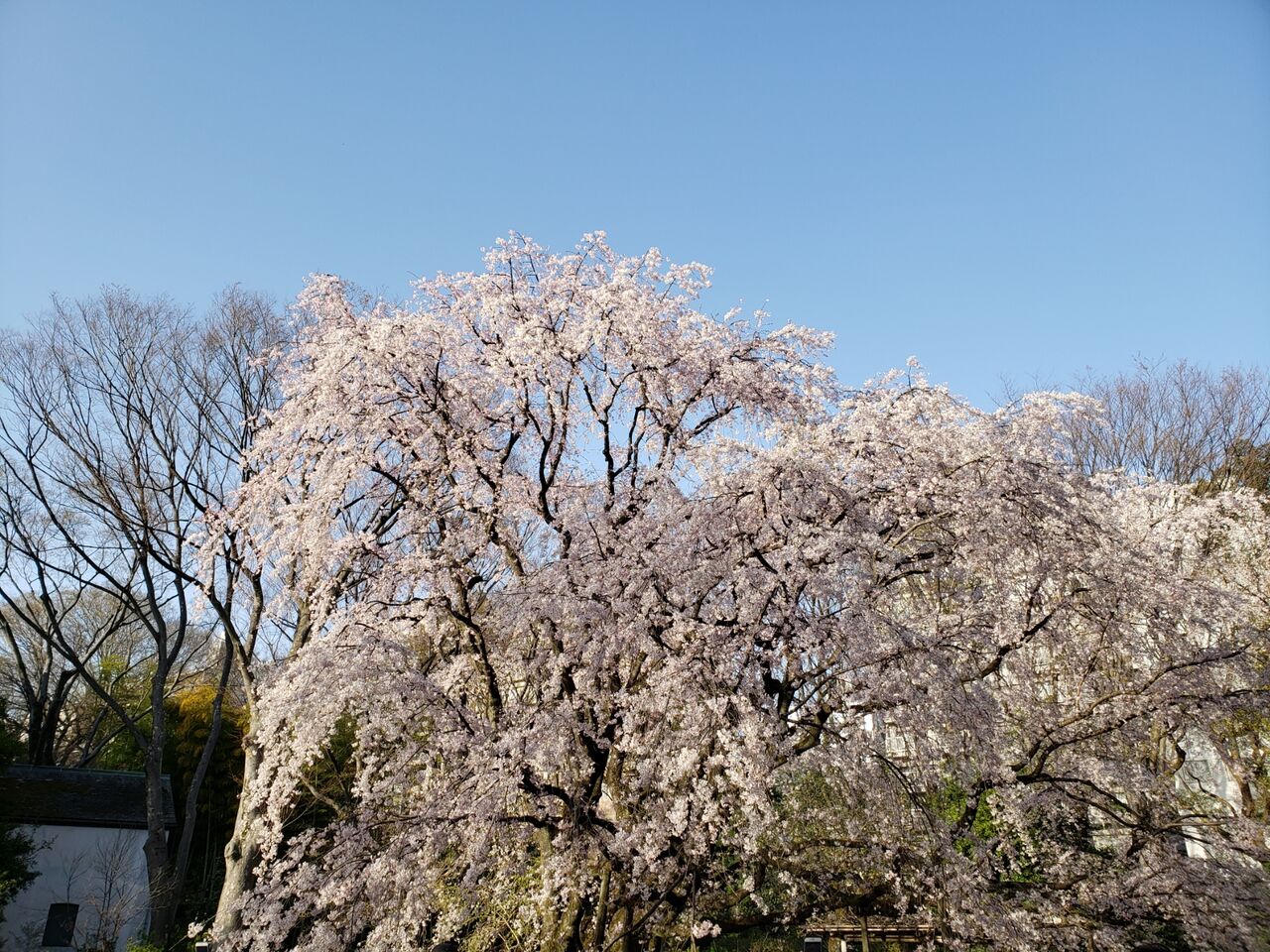 東京都庁水泳部公式ブログ:宣言通り