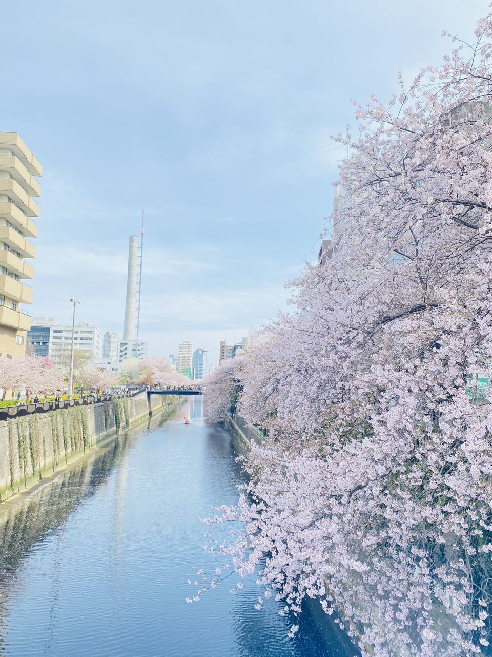 Torico-lore スタッフブログ