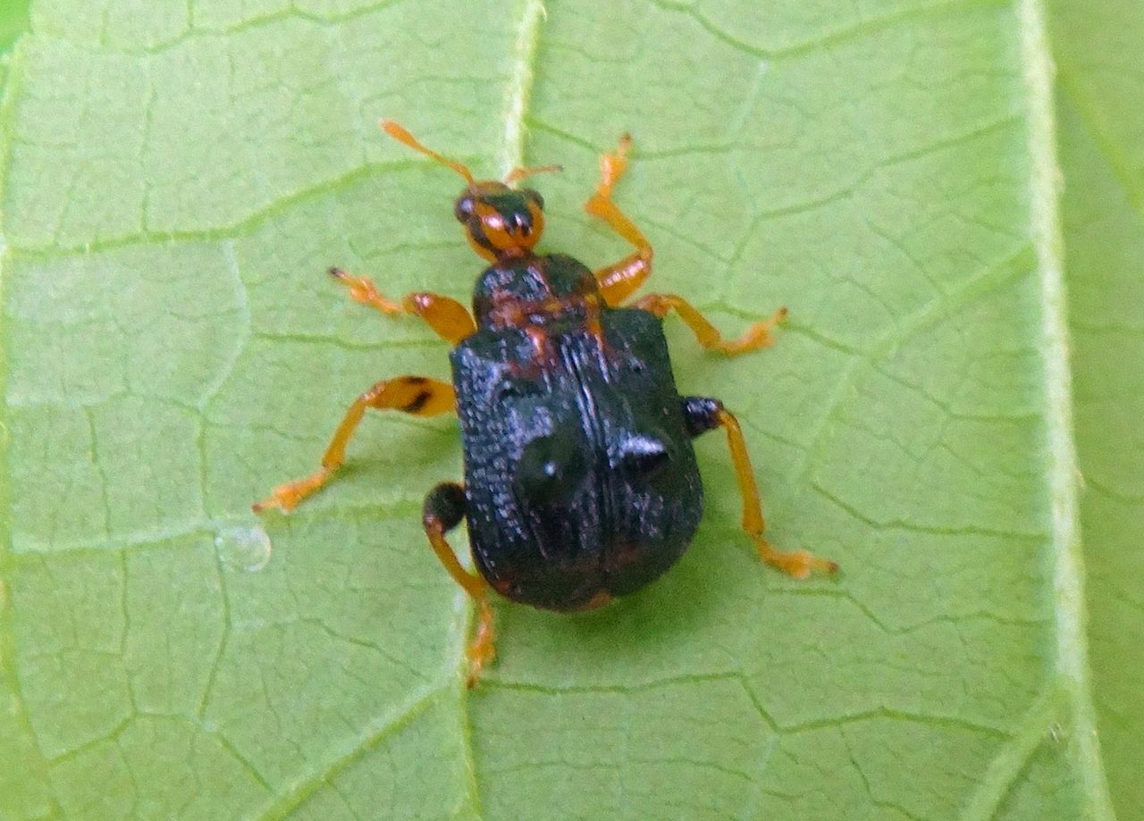 ヒメゴマダラオトシブミ : 土佐料理 旬の鰹がゆく！