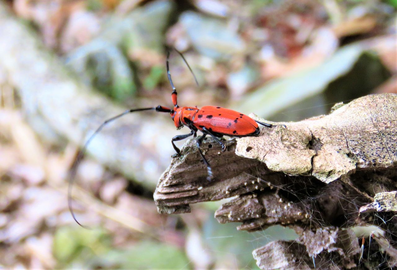 2016年06月 : 土佐料理 旬の鰹がゆく！