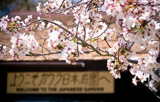 トトヤンの家庭菜園
