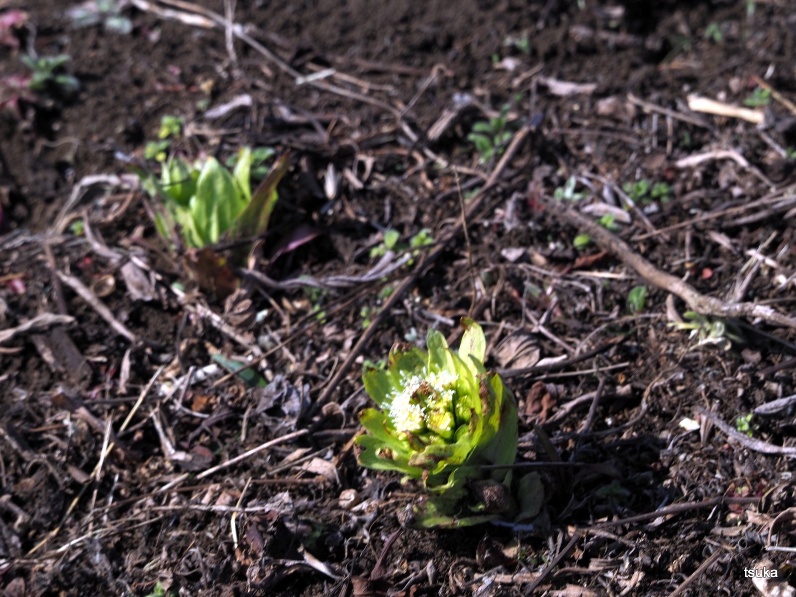 フキノトウが出ている。 : 野遊びアルバム3