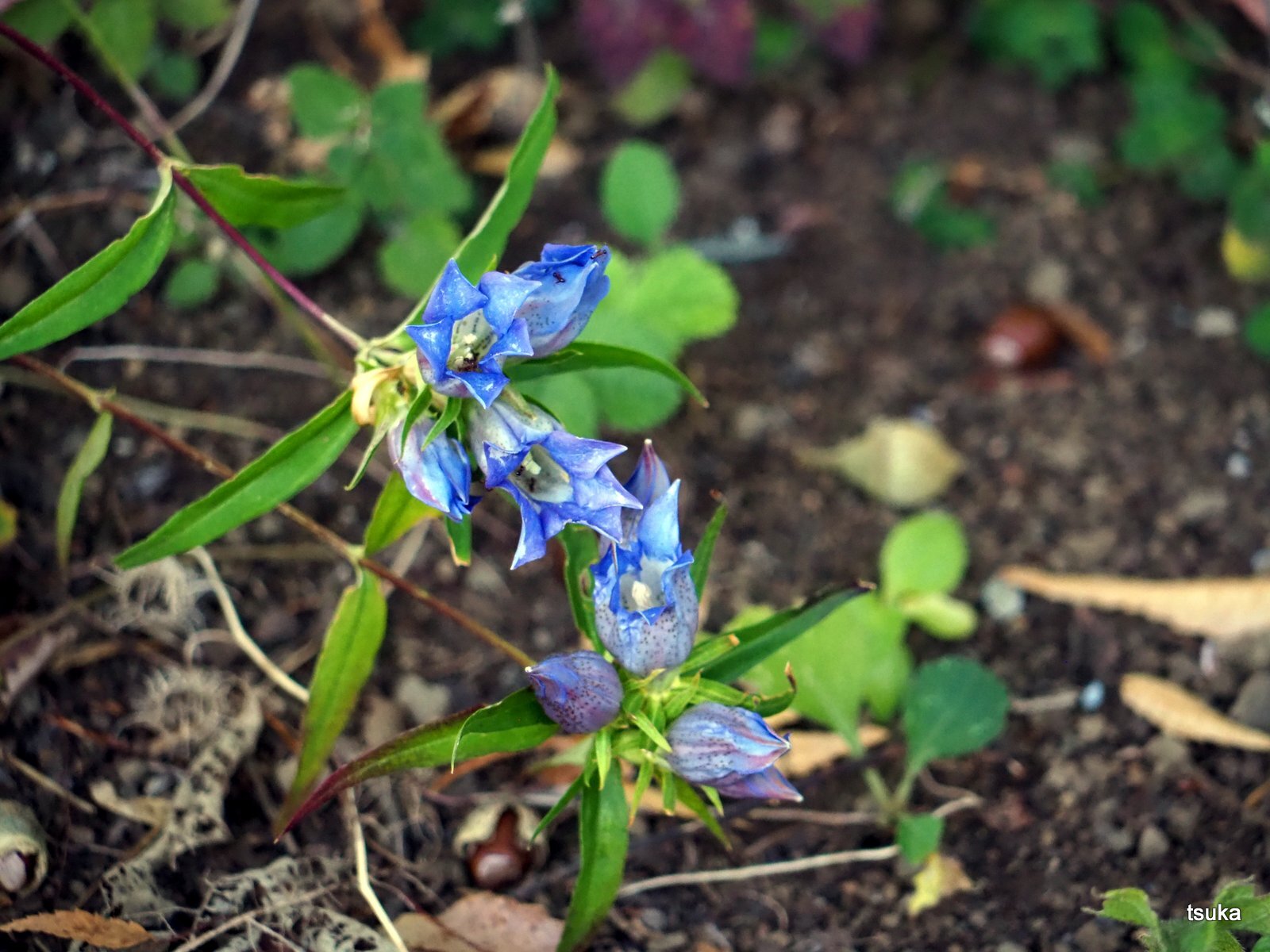 がんばれリンドウ : 野遊びアルバム3