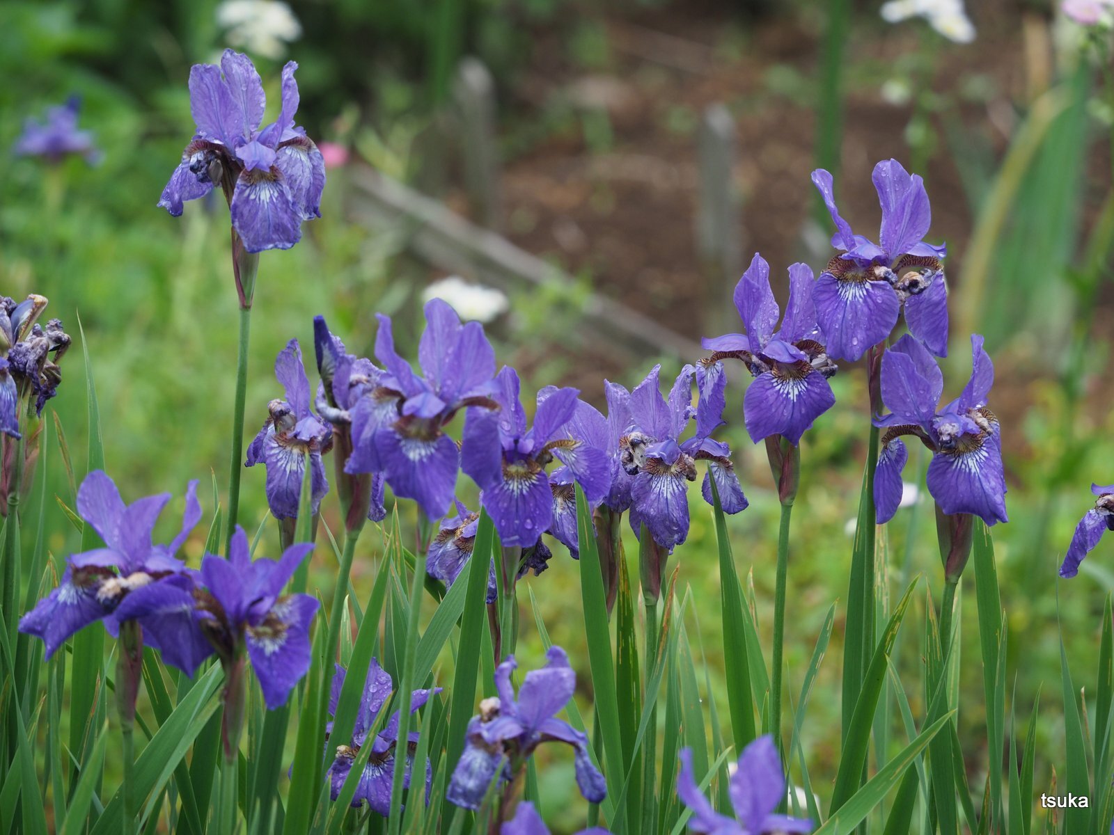 網目模様が美しいコアヤメ : 野遊びアルバム3