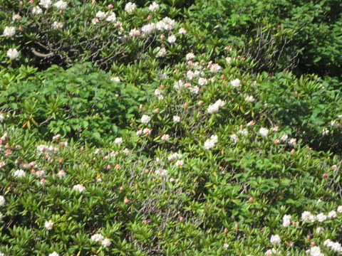 雪渓や急斜面は無いけど… : BaBaDora 世界をあっちこっちできるかな