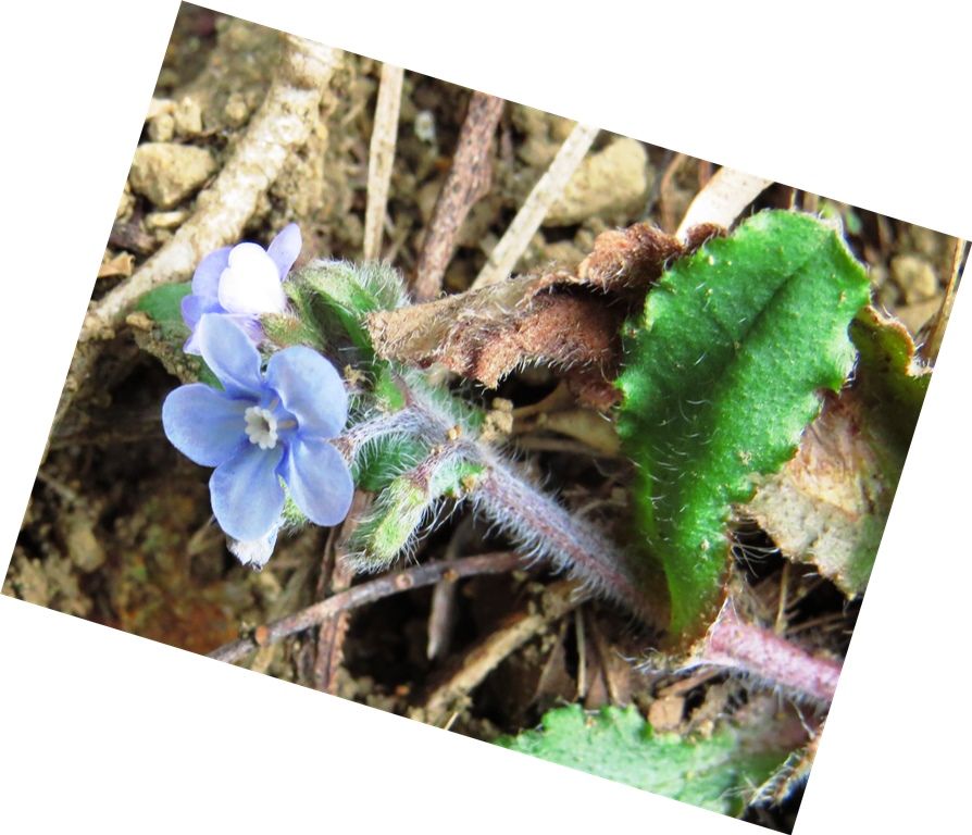 このたくさんの涙は☆スミレ・山瑠璃草☆ : 徒然散歩