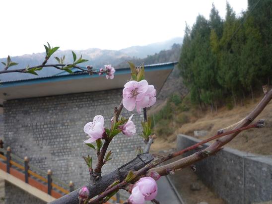 ヽ`、ヽ` ブータンの傘