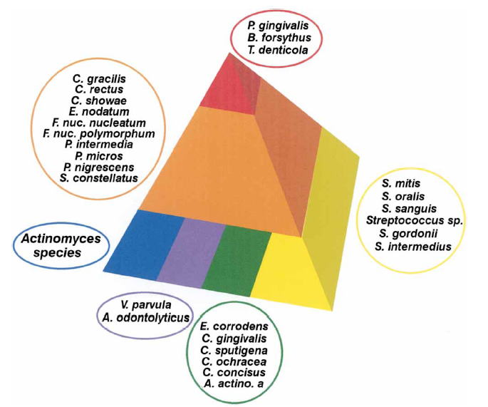 歯周病におけるRed Complexとは : moriura dental clinic 予防歯科ブログ